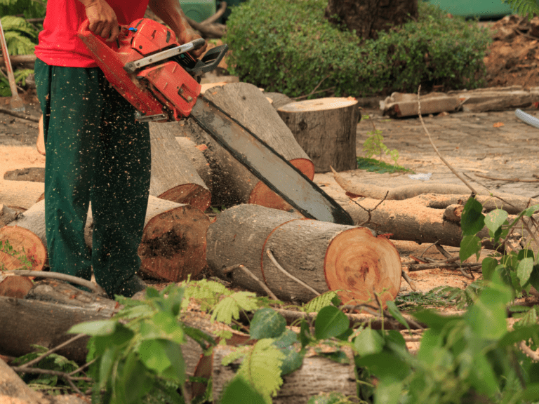 Expert Guide To Tree Removal Service Dallas: Safely Removing Trees And ...