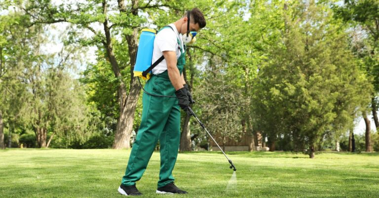 Bed Bug Pest Control Dallas: A Comprehensive Guide To Effective Pest ...