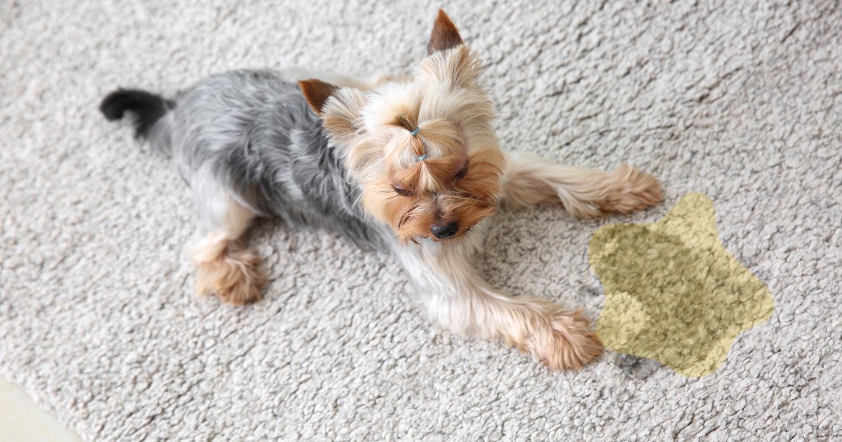 Vanishing Act: Remove Tough Urine Stains Carpet Vanishing Act: Remove Tough Urine Stains Carpet